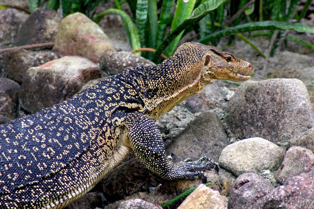 Le varan , une grosse bestiole ! - Koalisa